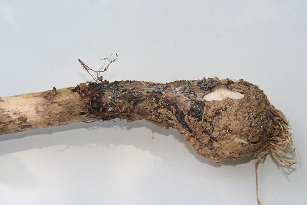 White Rot of Alliums in the Home Garden | University of Maryland Extension